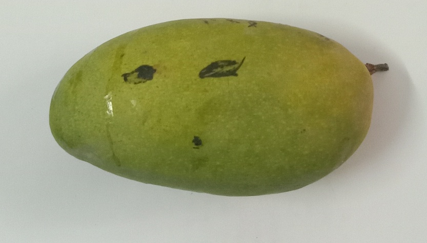 Mango Detection and Analyzer Object Detection Dataset by dim