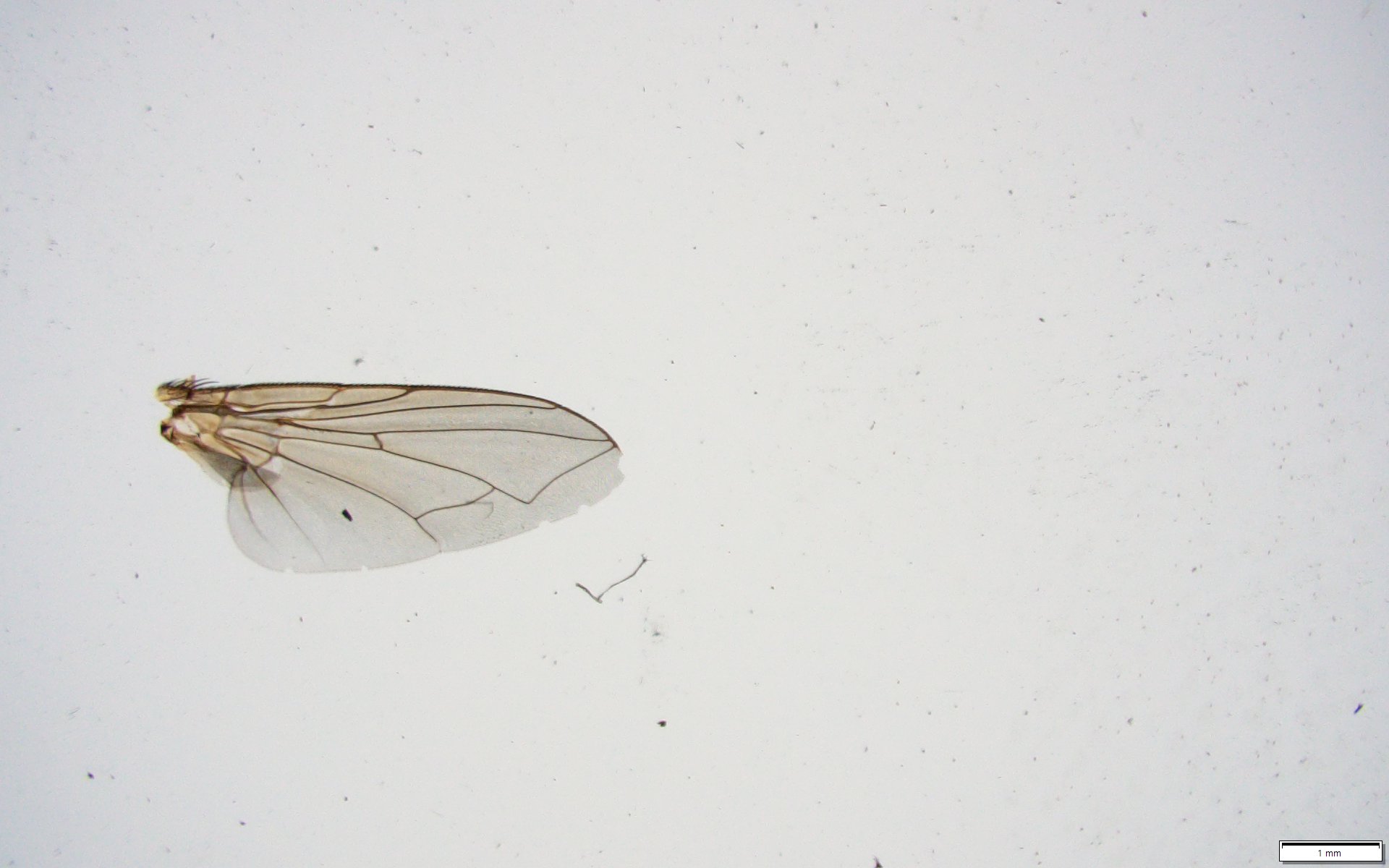 Fly-Wing-Nature-OJD Object Detection Dataset by Pharinya Boonchai