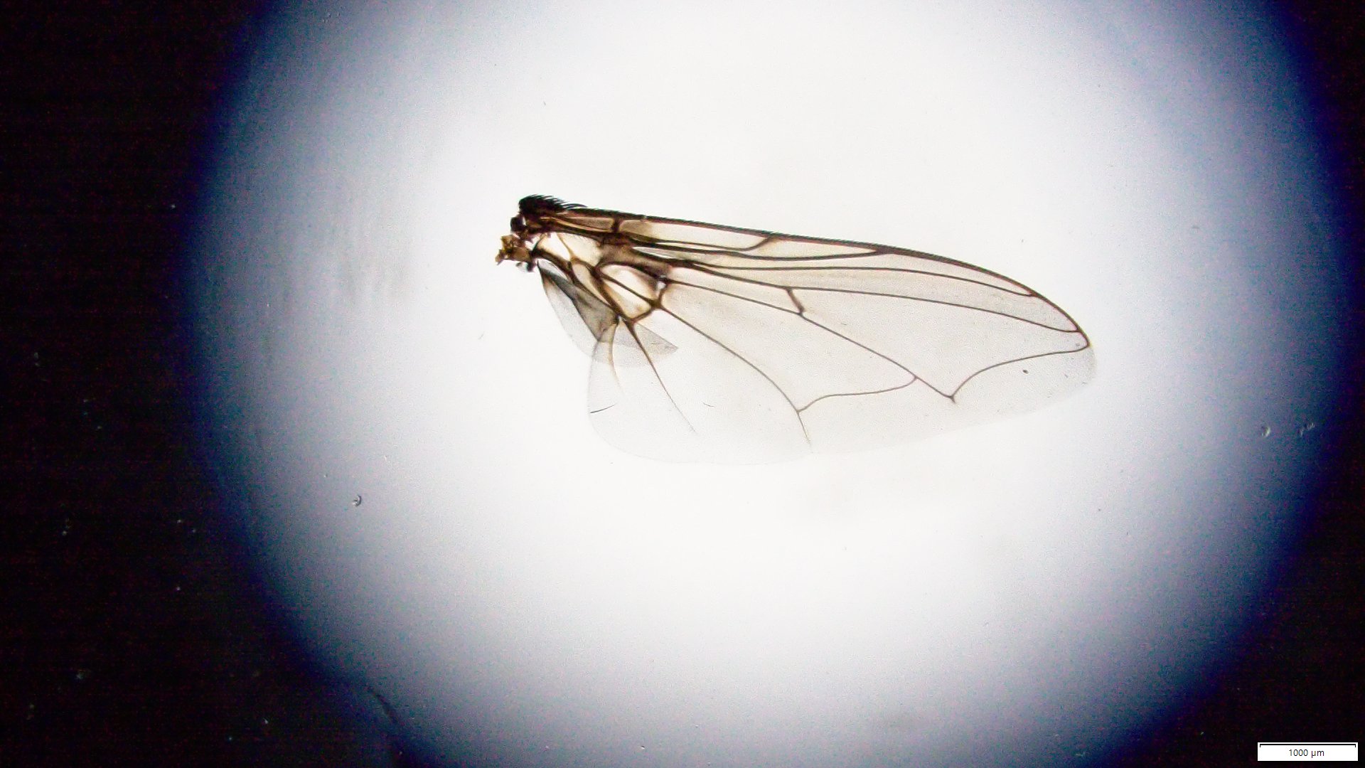 FLY-WING-INSTANCE Instance Segmentation Model by Pharinya Boonchai