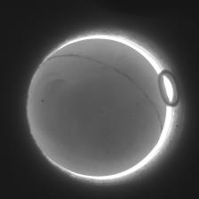 Mohre_size Instance Segmentation Dataset by egg size