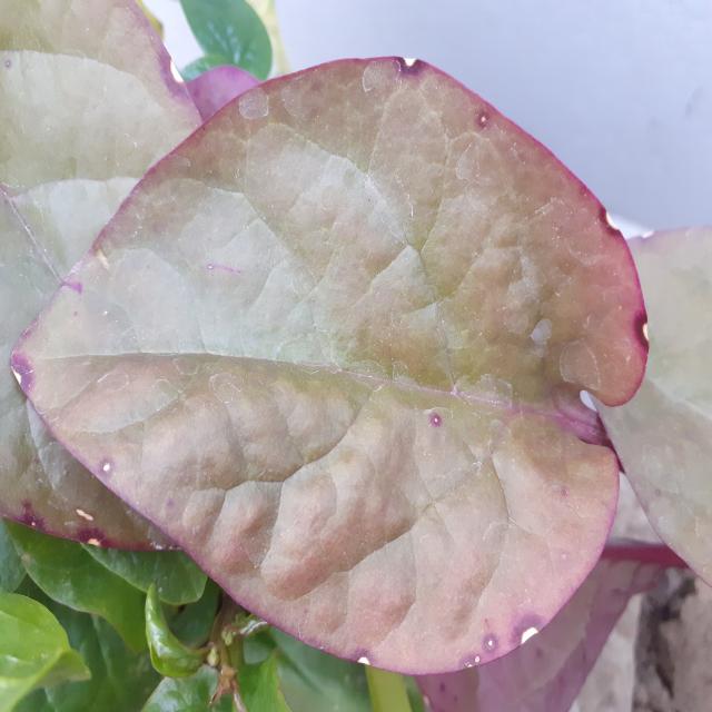 yolov5 Instance Segmentation Dataset and Pre-Trained Model by ...