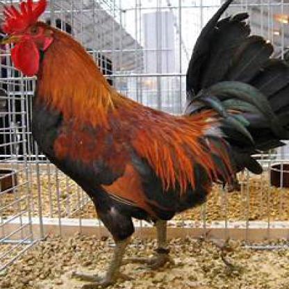 animal detection Object Detection Dataset and Pre-Trained Model by harsha