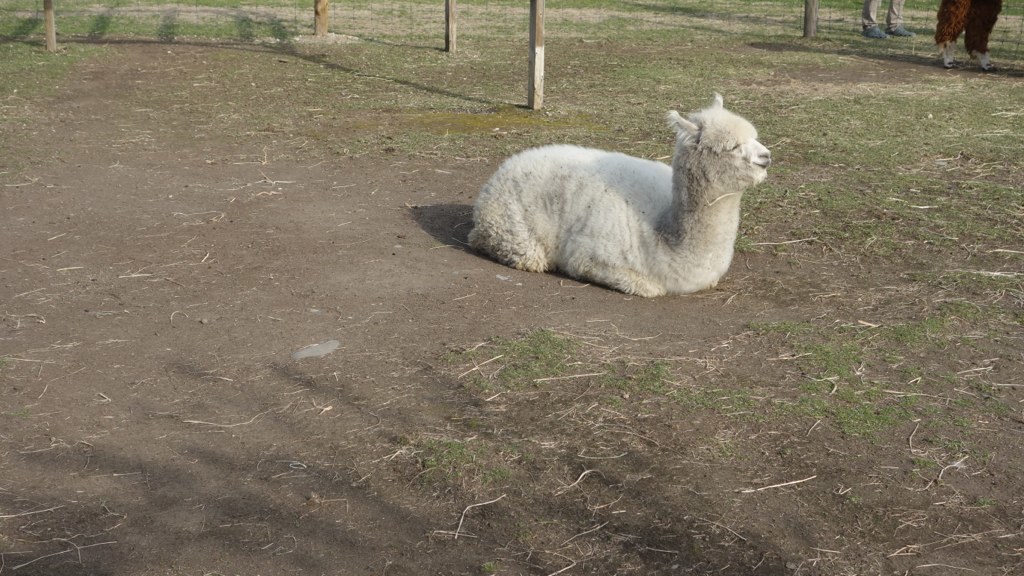 alpaca detection Object Detection Dataset by Asad Khan