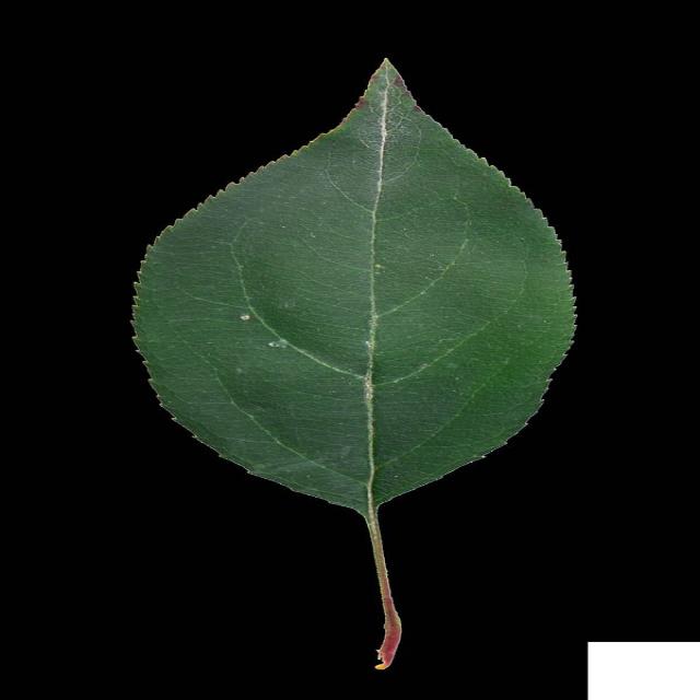 plant Instance Segmentation Dataset by dankook university