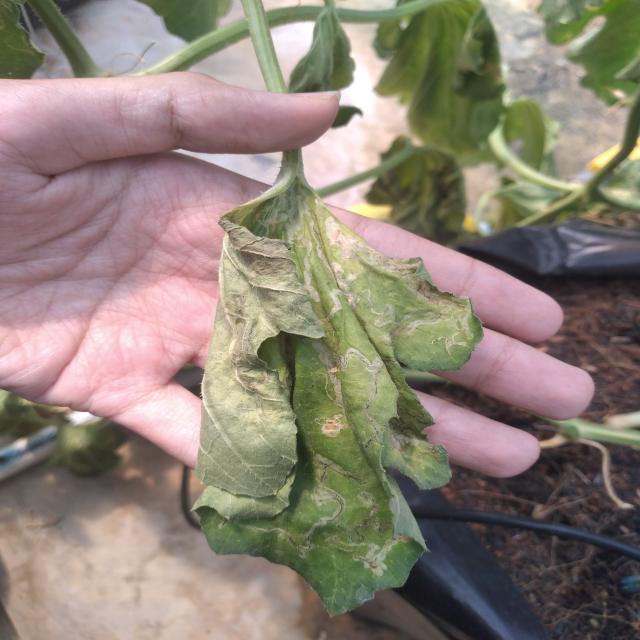 Melon Cantaloupe Pest Object Detection Dataset and Pre-Trained Model by baiabai