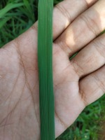 bwd daun padi - Roboflow Universe