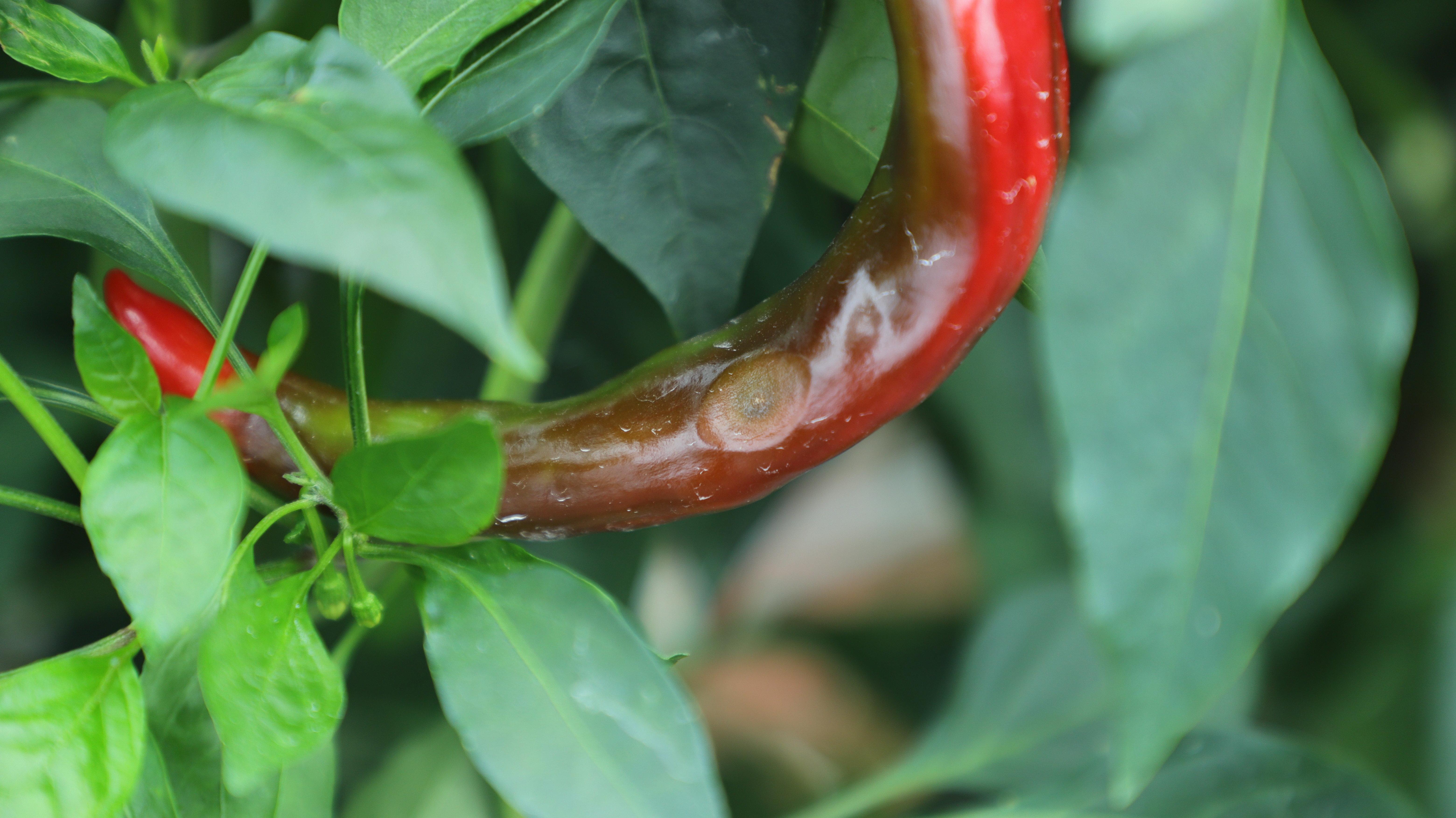 class:anthracnose-level-2 | Roboflow Universe Search