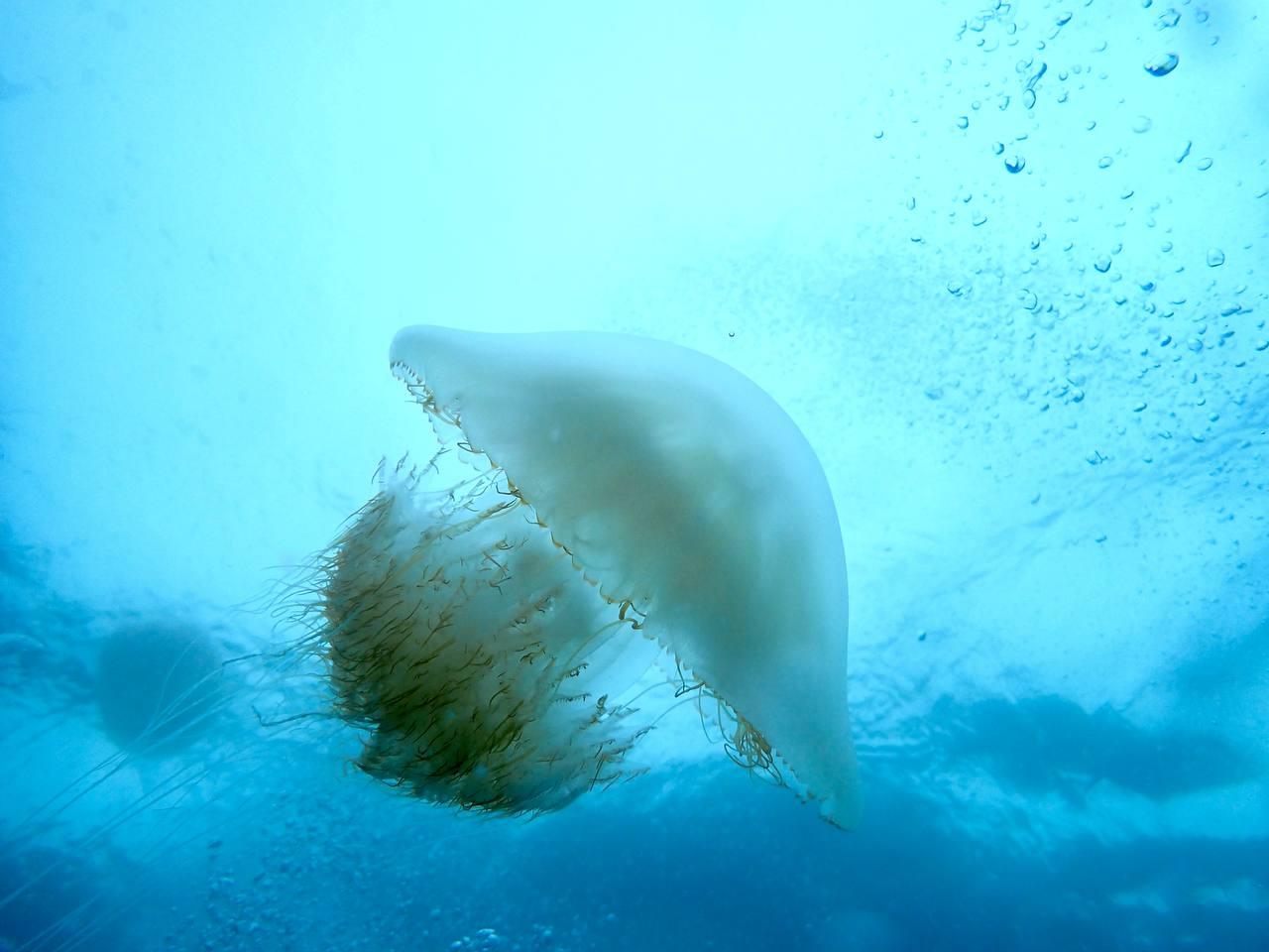 jellyfish3 Object Detection Dataset by Jellyfish