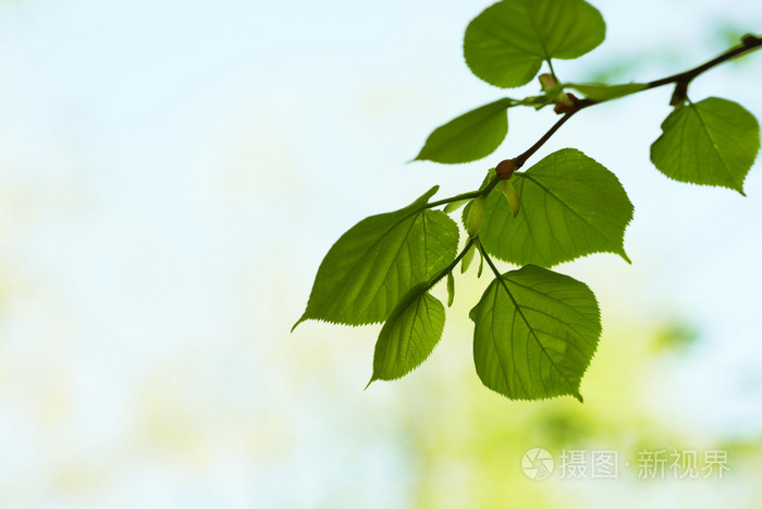 pddd Object Detection Dataset by academic