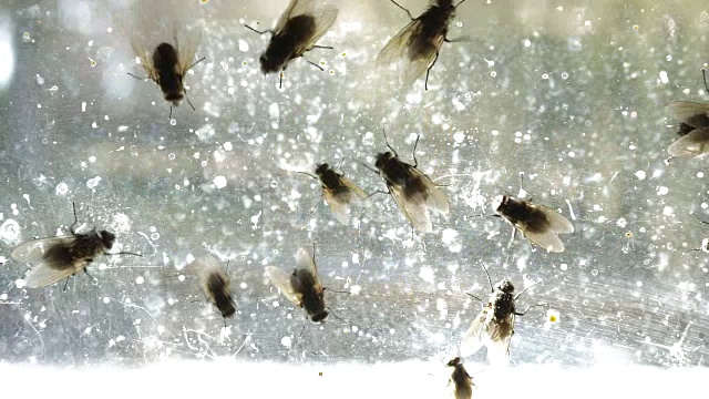 fly Object Detection Model by fly