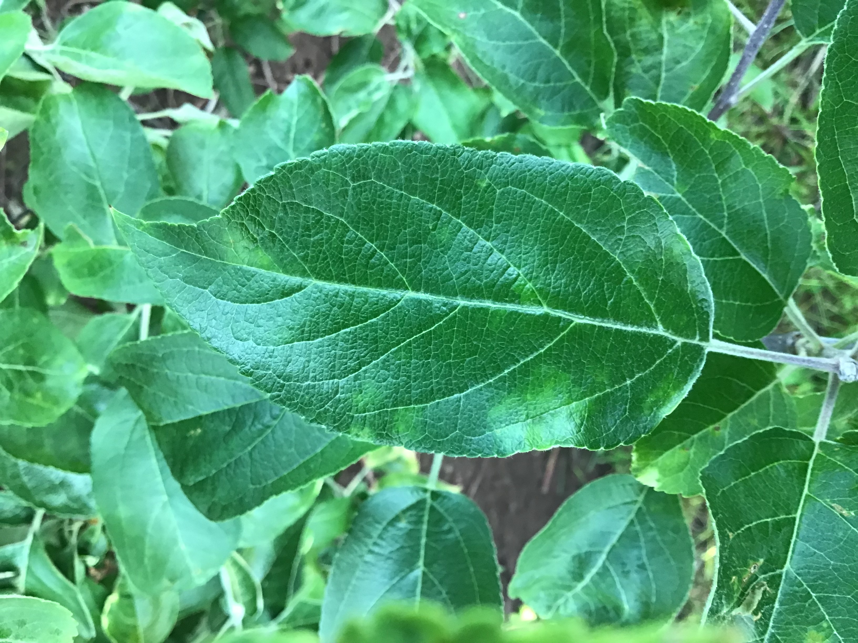 Scab Instance Segmentation Dataset and Pre-Trained Model by Plant Doc