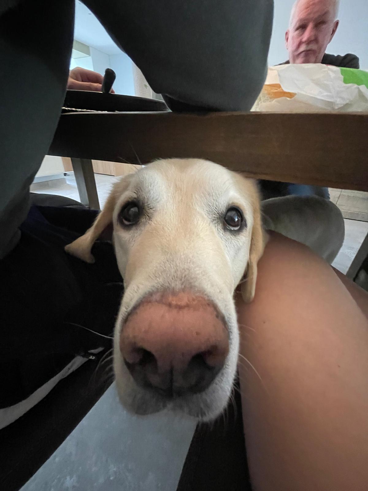 Hond-Kat-Detectie Object Detection Dataset by RobinIOT