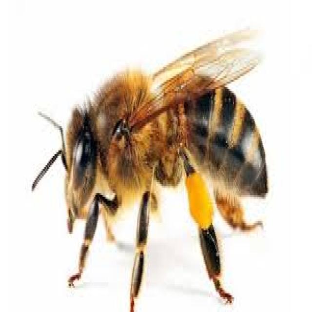 Bee Second Object Detection Dataset by Sajad