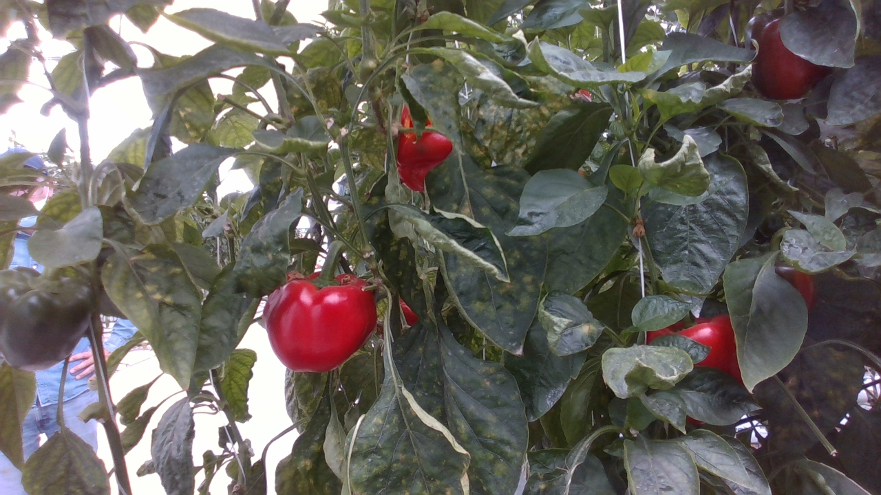 Sweet Pepper Detection Object Detection Dataset And Pre Trained Model
