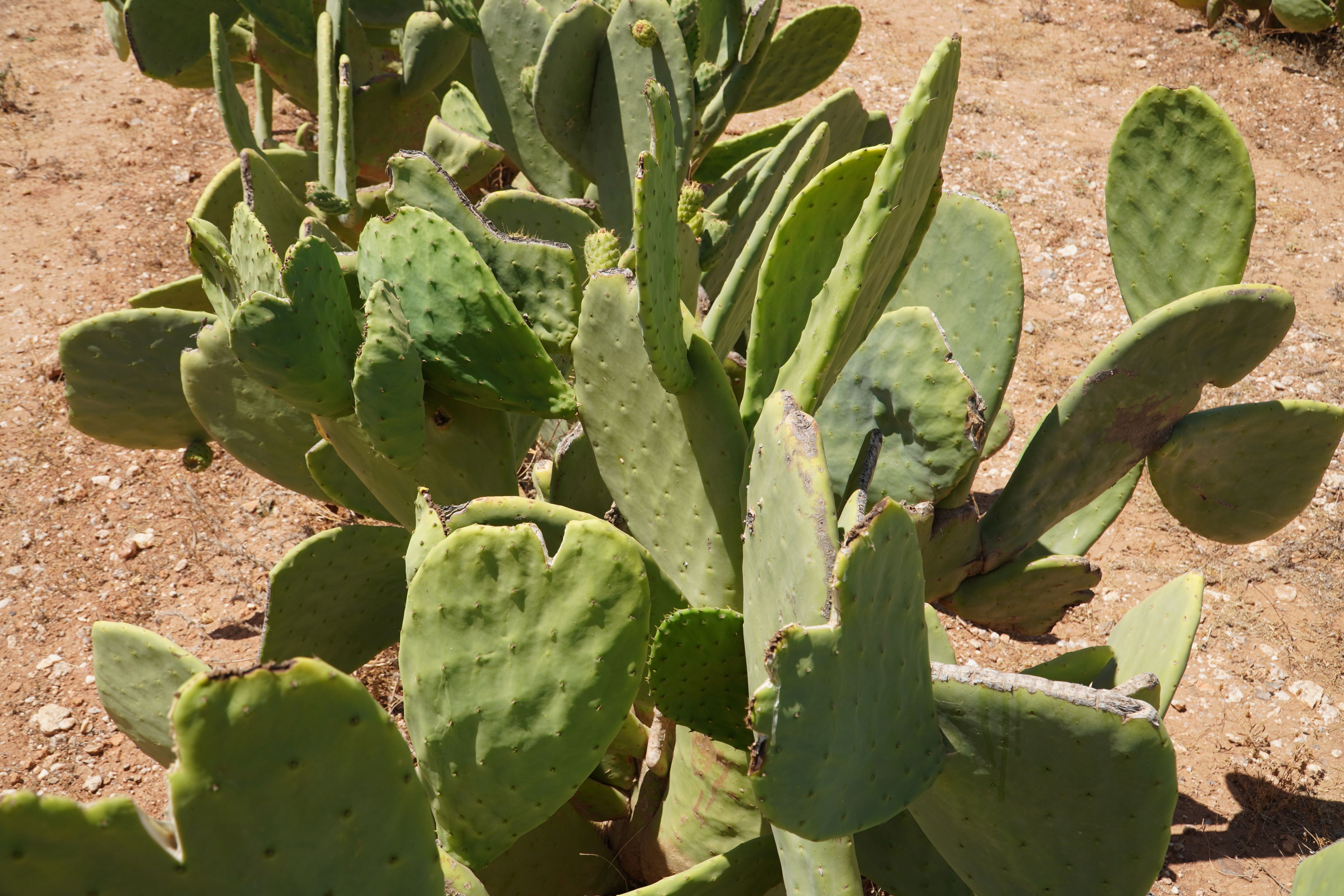 How to Use the Opuntia Species Identification Object Detection API
