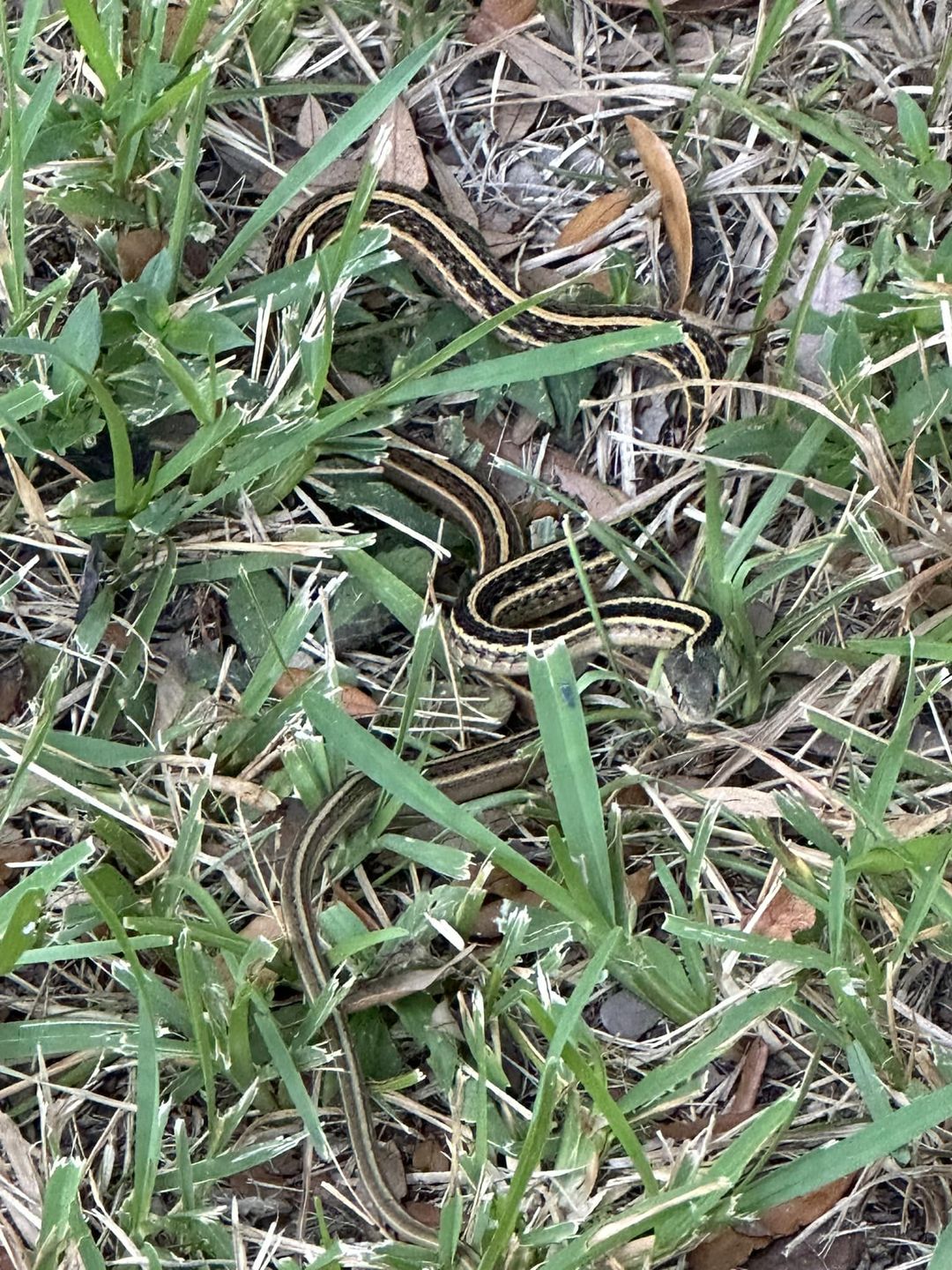 Snake Detection Object Detection Dataset and Pre-Trained Model by Matthew Japzon