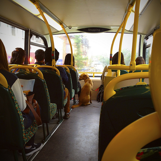 cars-coco Object Detection Dataset by SeniorProject