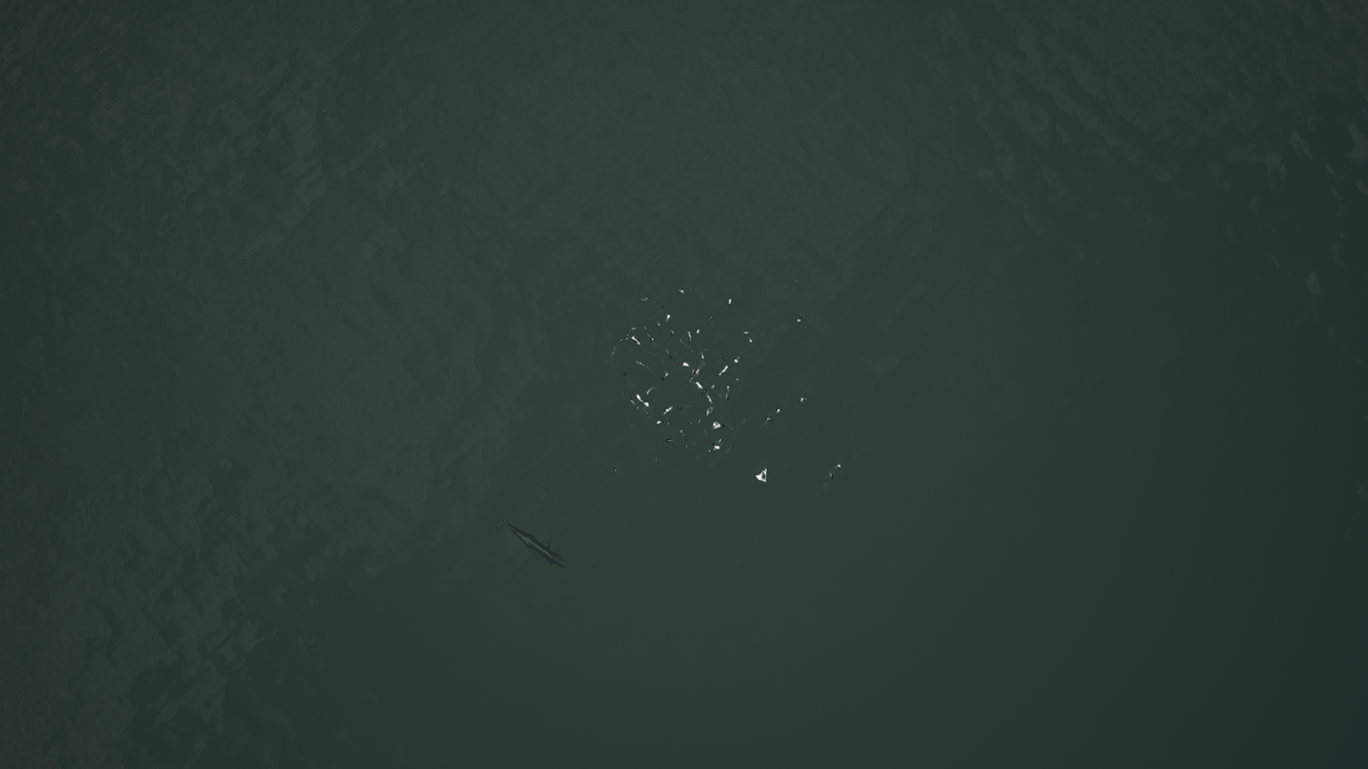 D4MS - Roboflow Universe