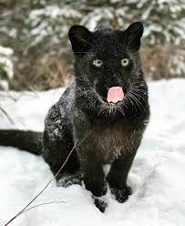 Endangered Species Monitoring2 Object Detection Dataset and Pre-Trained ...