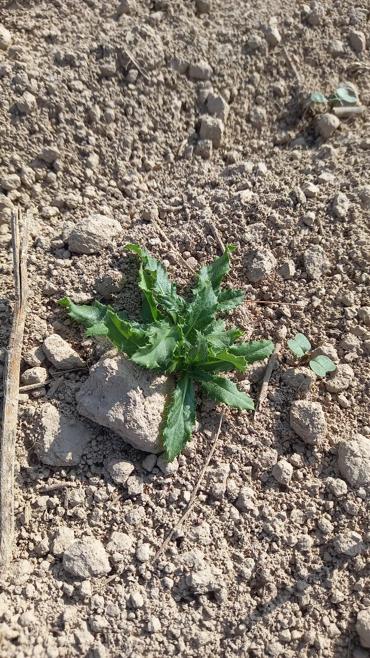 weeds Object Detection Dataset by Artem Kashtymov