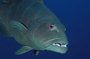 Praktikum ITK 2B Object Detection Dataset and Pre-Trained Model by ...