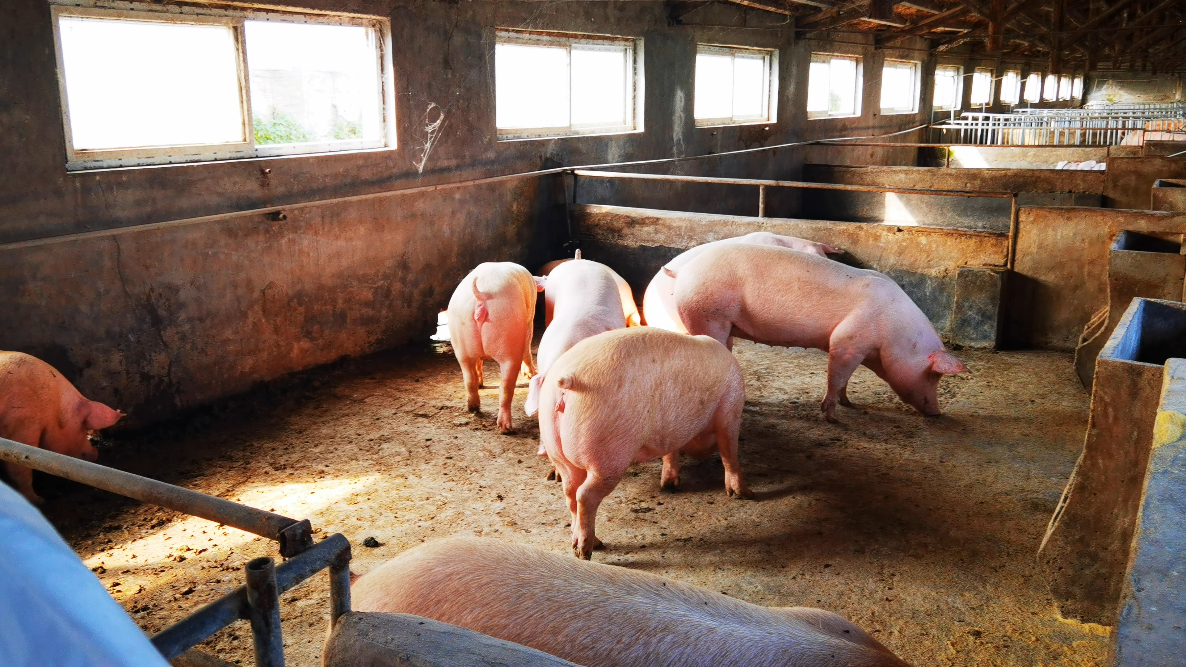 Pig B - Roboflow Universe