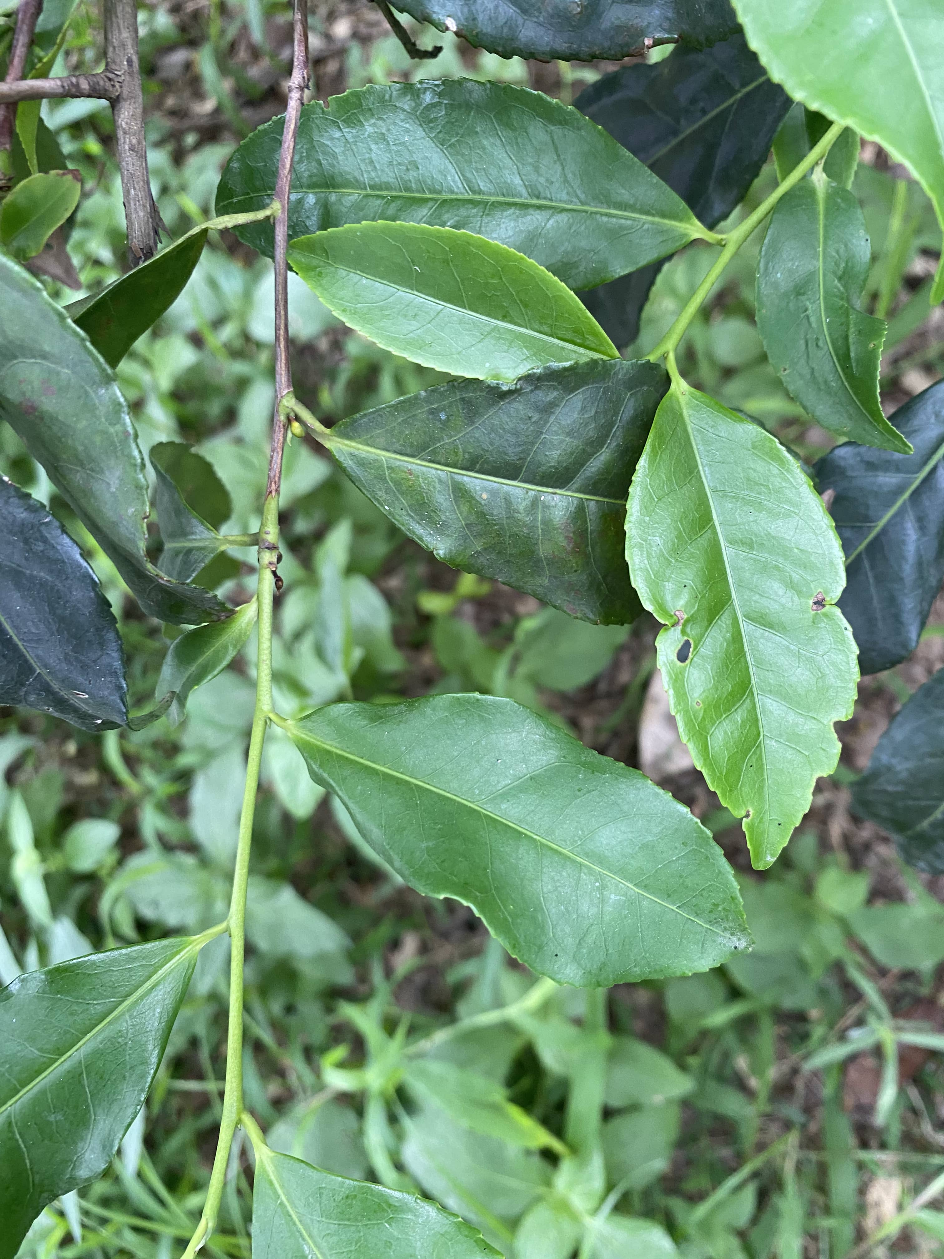 Task_02 Object Detection Dataset and Pre-Trained Model by Flow