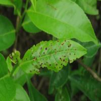 Flow (flow-xrtyd) - Roboflow Universe