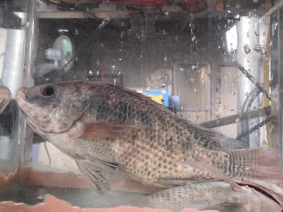 Tilapia Counting Object Detection Dataset by Irish Nicole Rivera