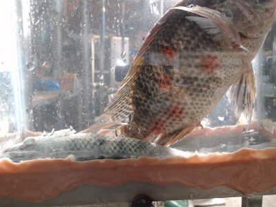 Tilapia Counting Object Detection Dataset and Pre-Trained Model by Irish Nicole Rivera