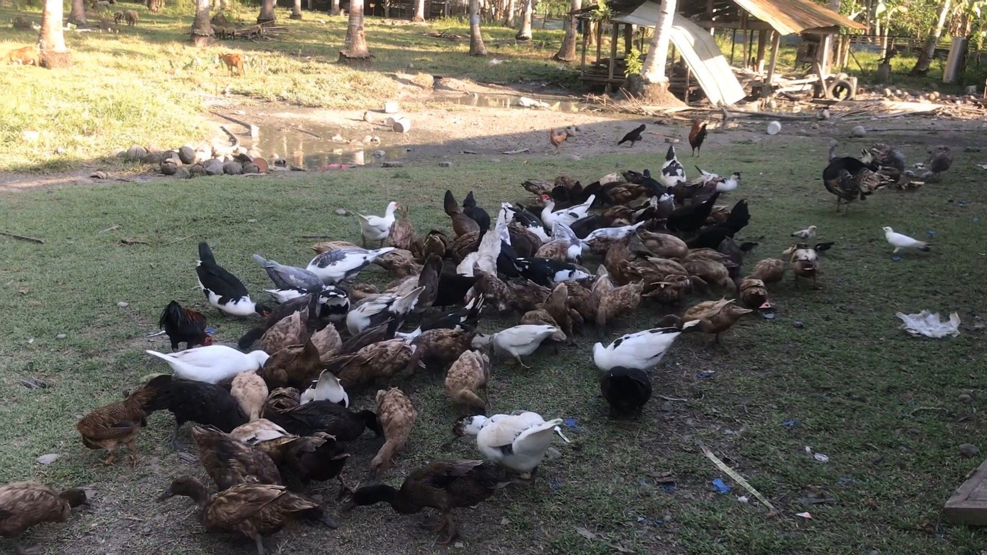 Duck Count Detection Roboflow Universe