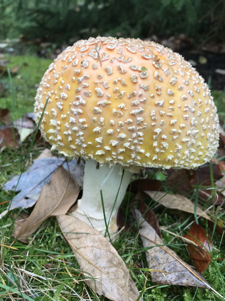 Mushroom Identification Model Object Detection Model By Smcm Natural Historyai