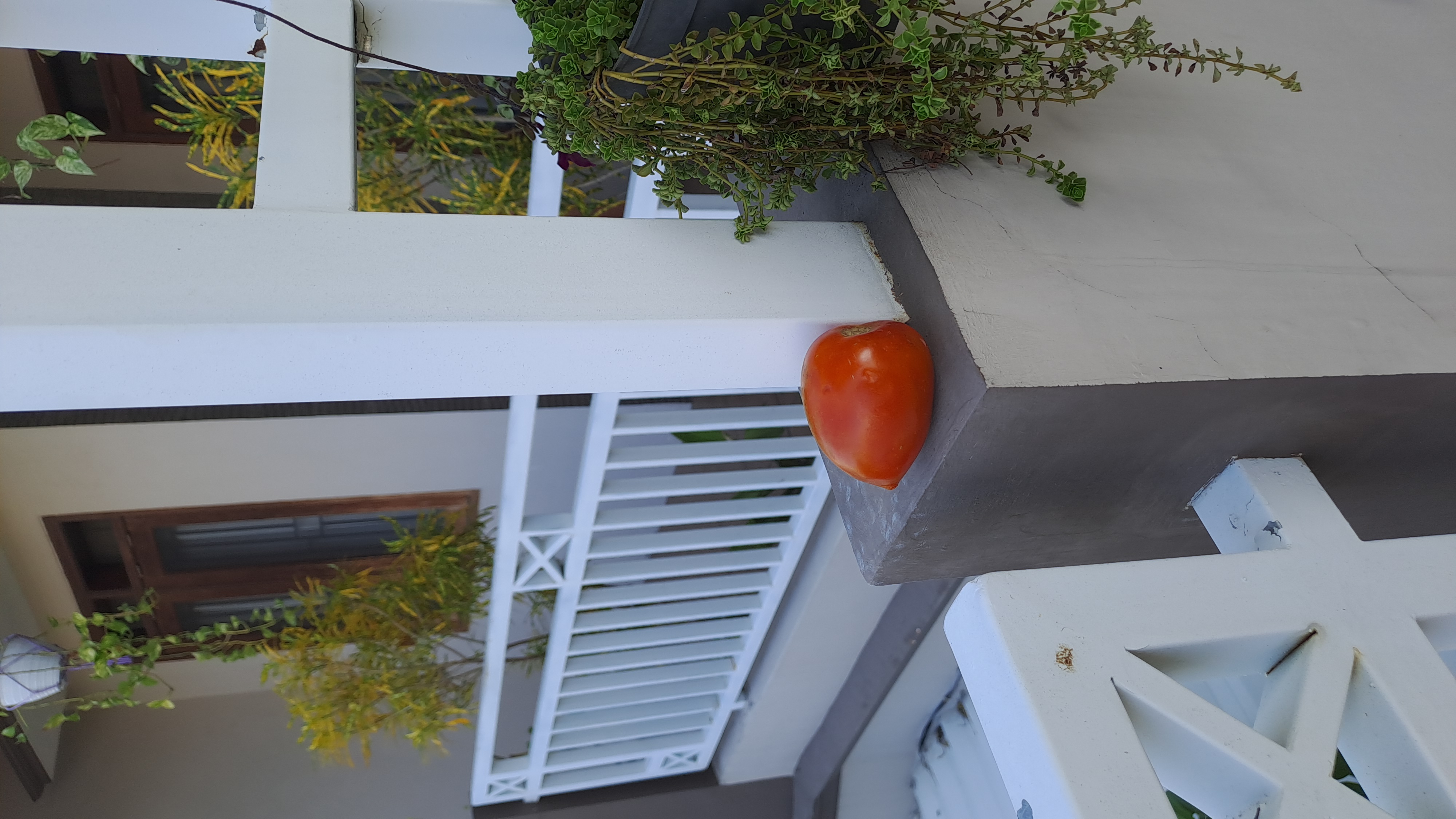 6 Stages Of Tomato Maturity Object Detection Dataset By Helmi Estiawan