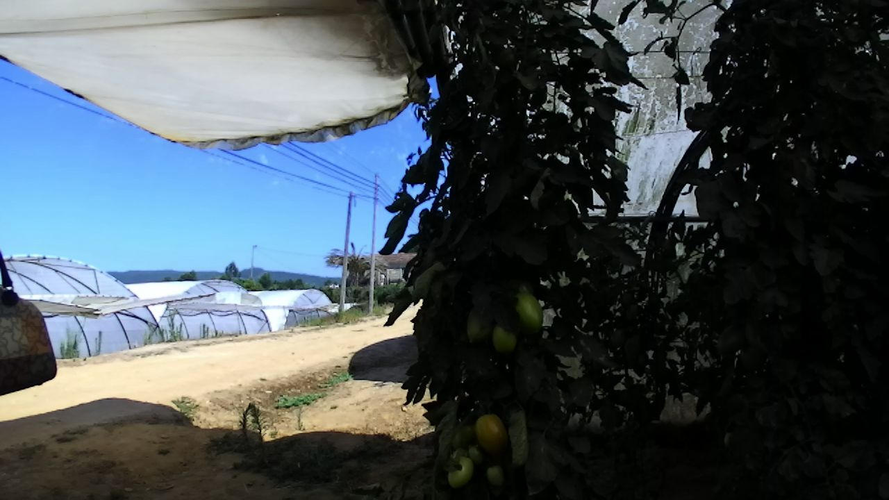 Tomato Ripeness Object Detection Dataset By Helmi Estiawan
