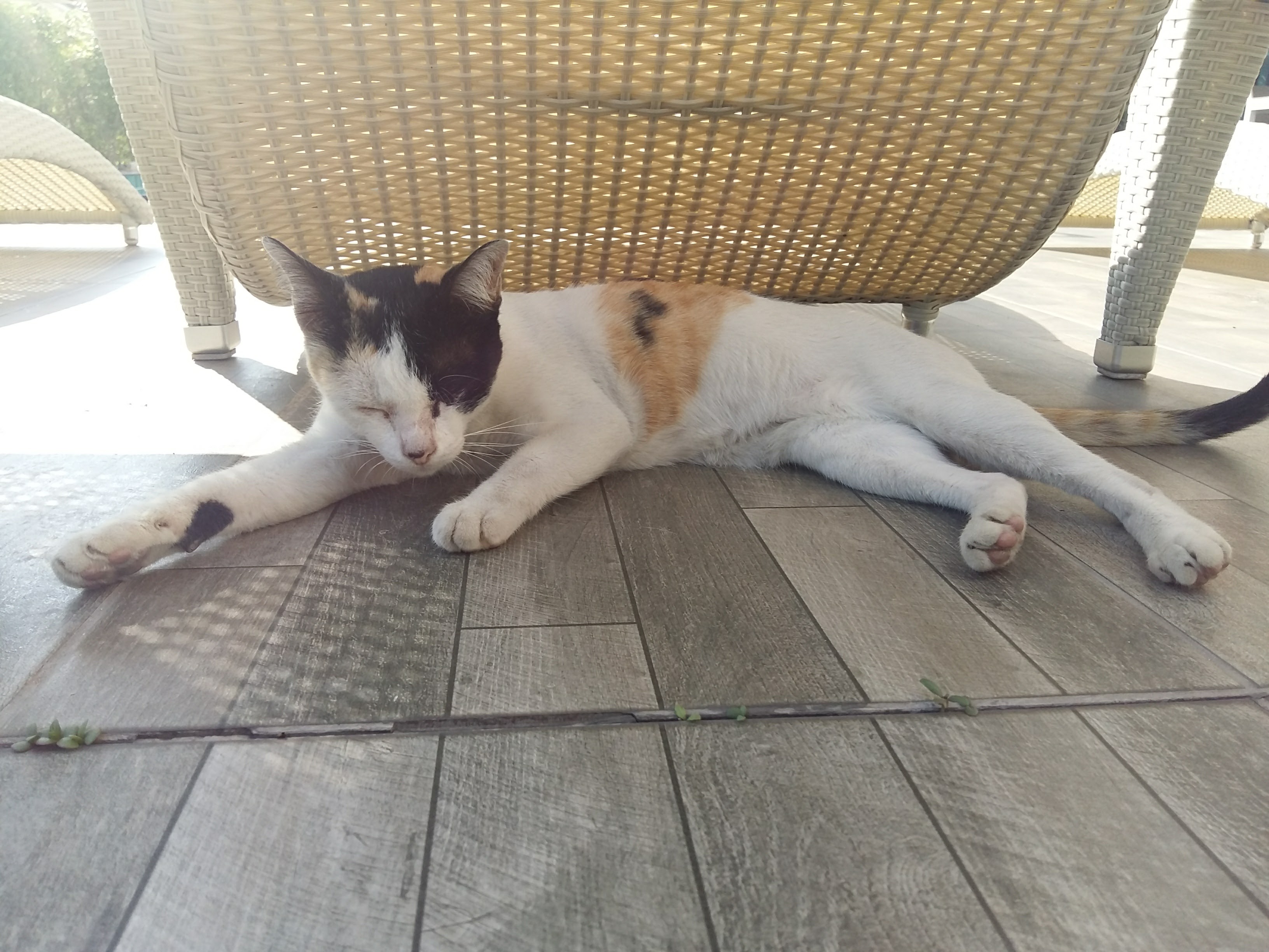 CAT Object Detection Dataset and Pre-Trained Model by S Group