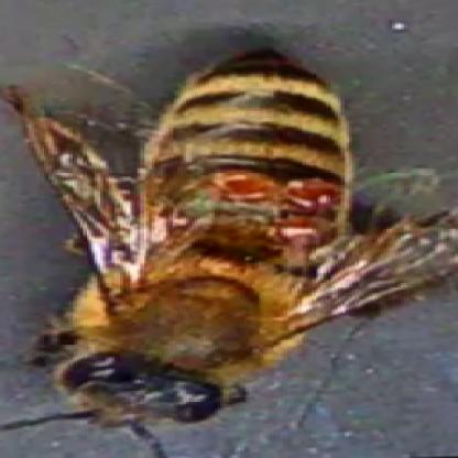 MLAI-JWassessment-2-2025 Object Detection Model by BCS projects