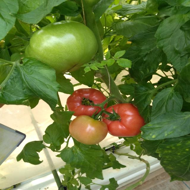 Tomato Object Detection Model by Skripsi