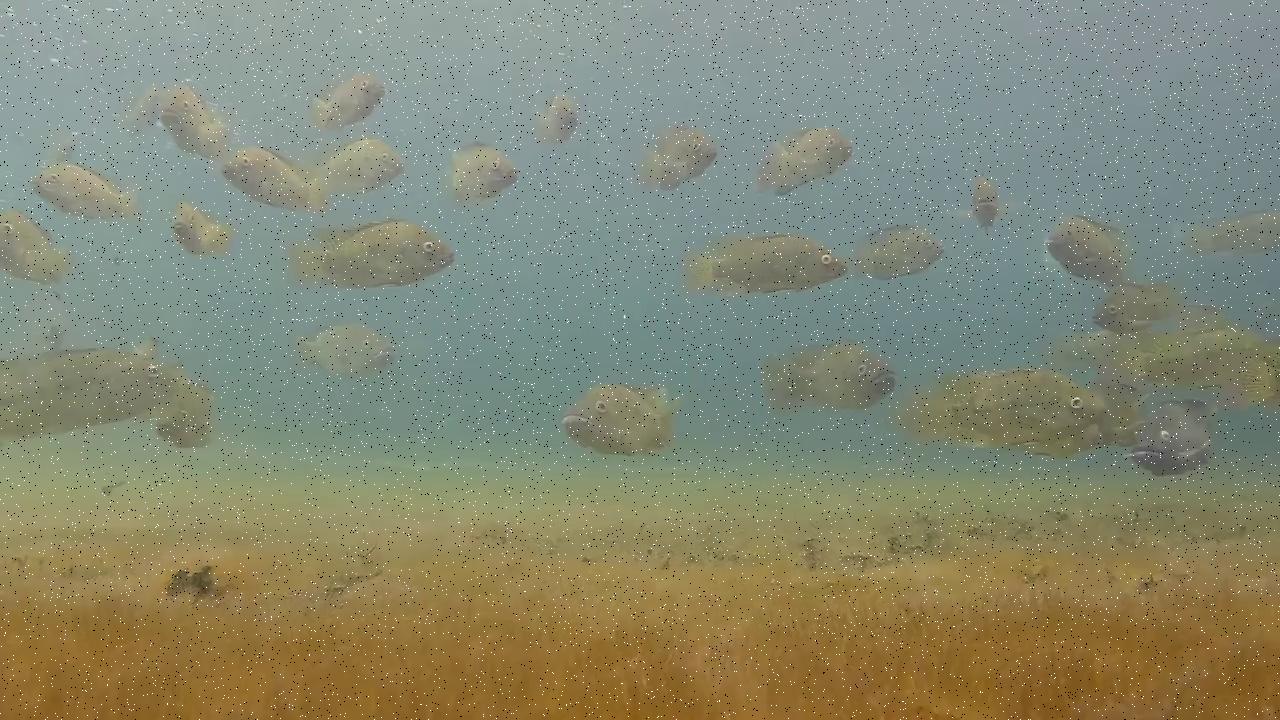 Fish_data Dataset and Pre-Trained Model by Fishdata2