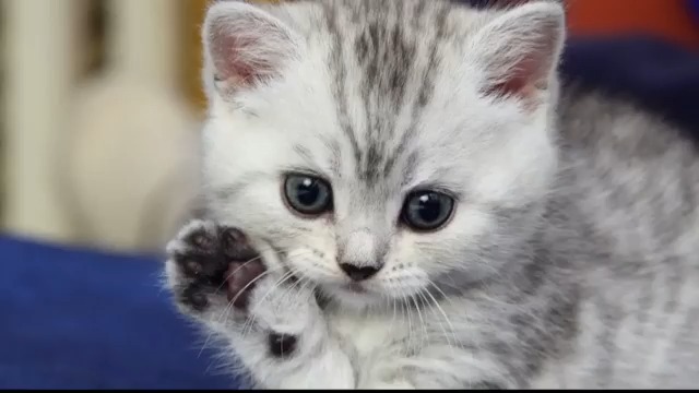 Cat Breeds Object Detection Dataset And Pre Trained Model By 1