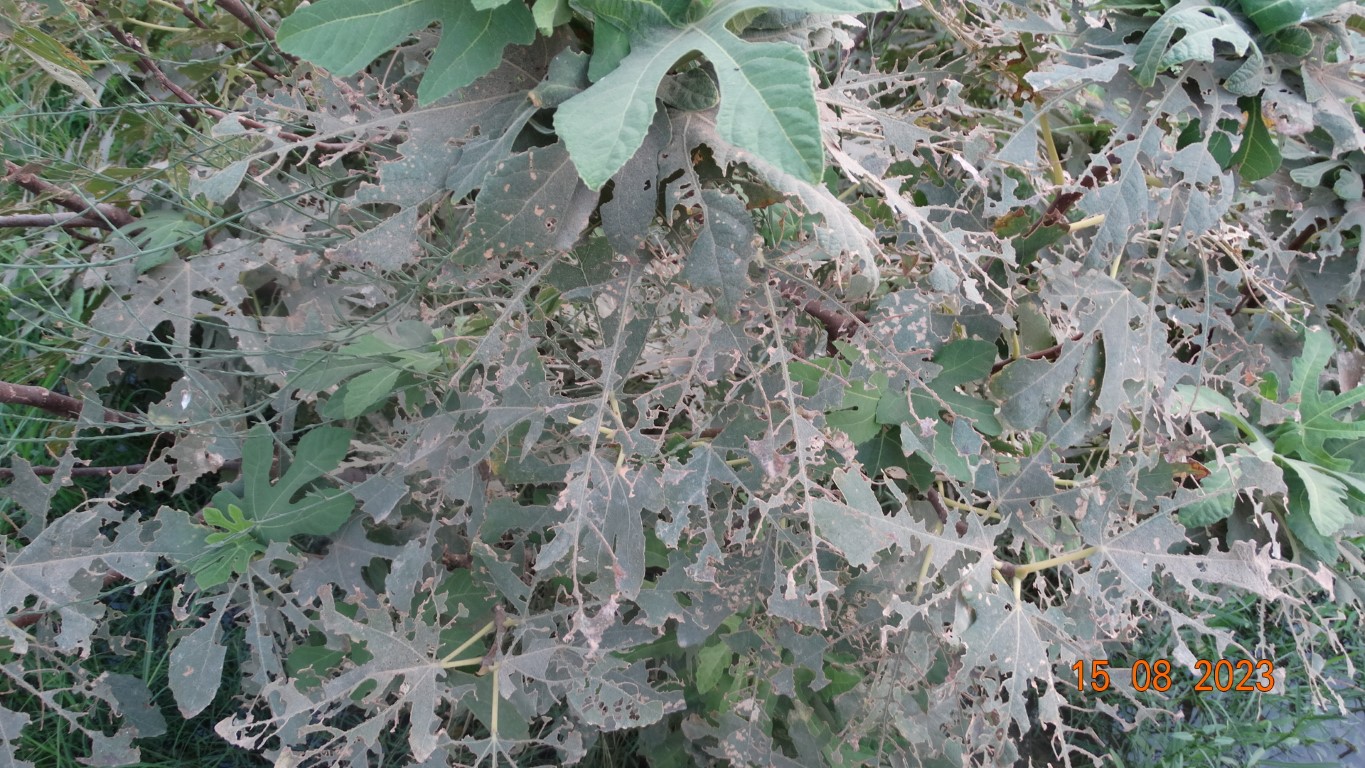 Fig Leaf Detection Classification Dataset by AUGMENTLAB