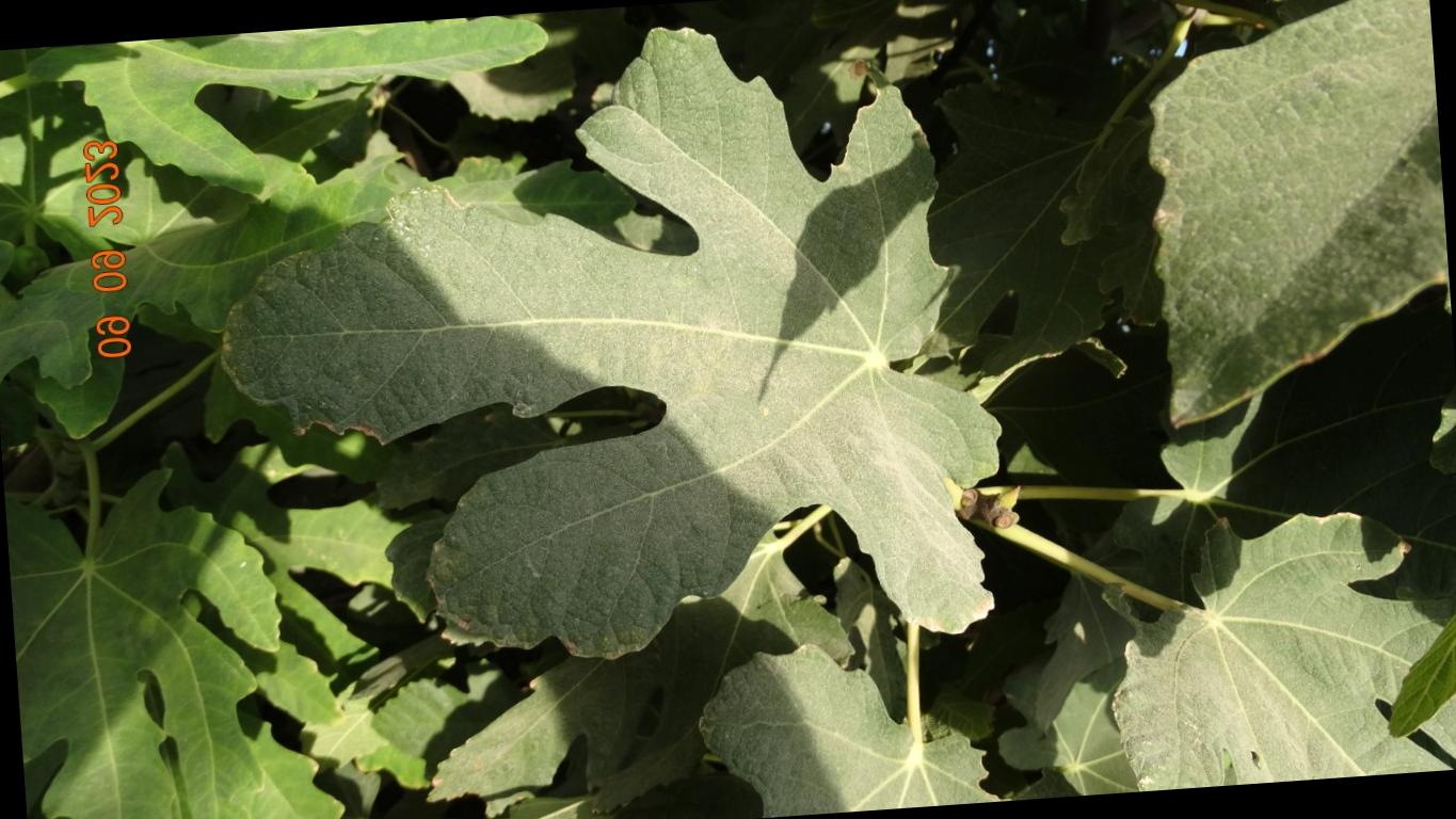 Fig Leaf Classification4 Classification Dataset by AUGMENTLAB