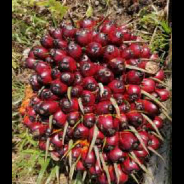 Spikelet Classification Dataset By Mmai Object Classification Pre Poc