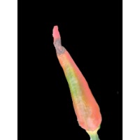 pooja workspace - Roboflow Universe