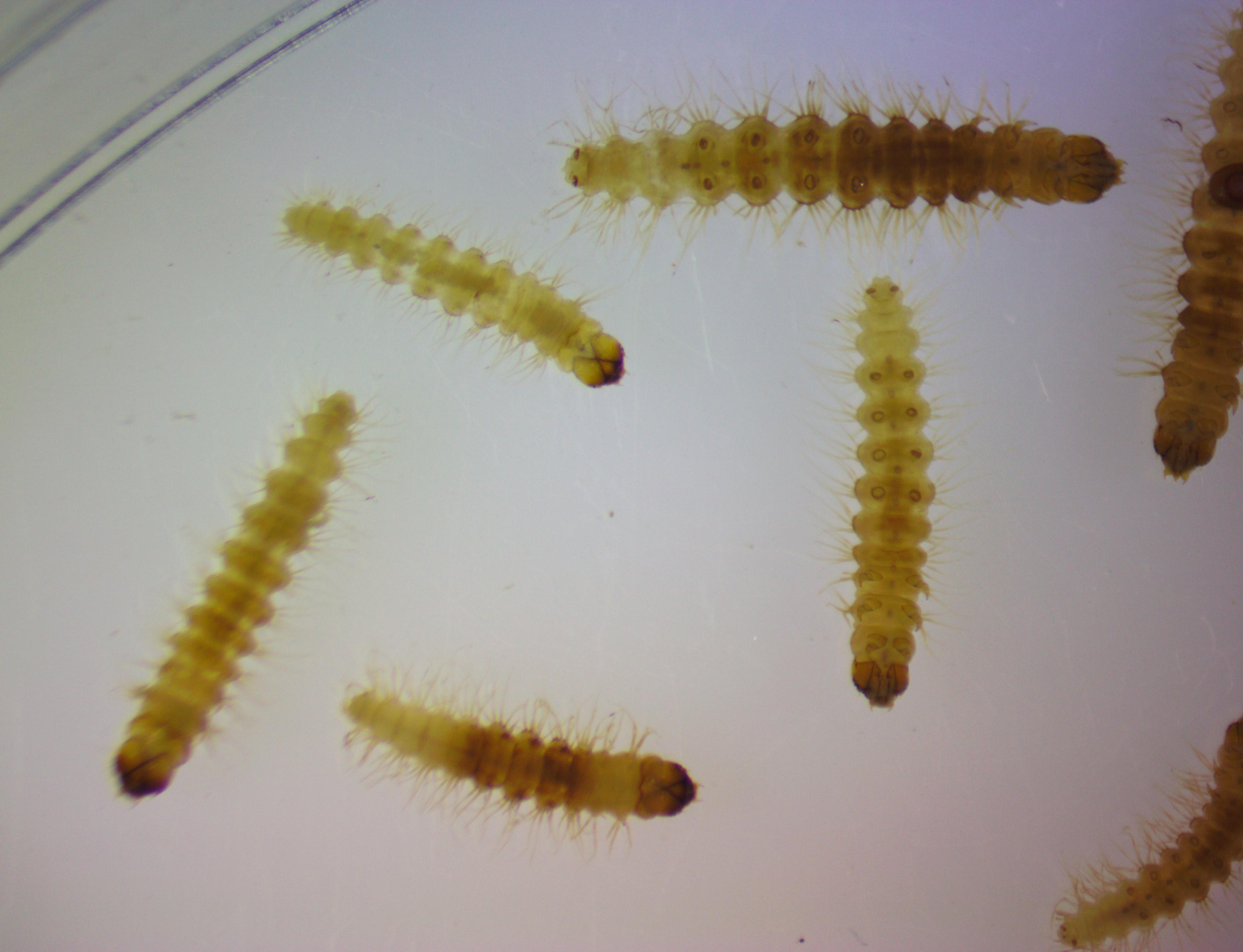 Aquatic Invertebrates Single Classification Model by TAMUSA Research