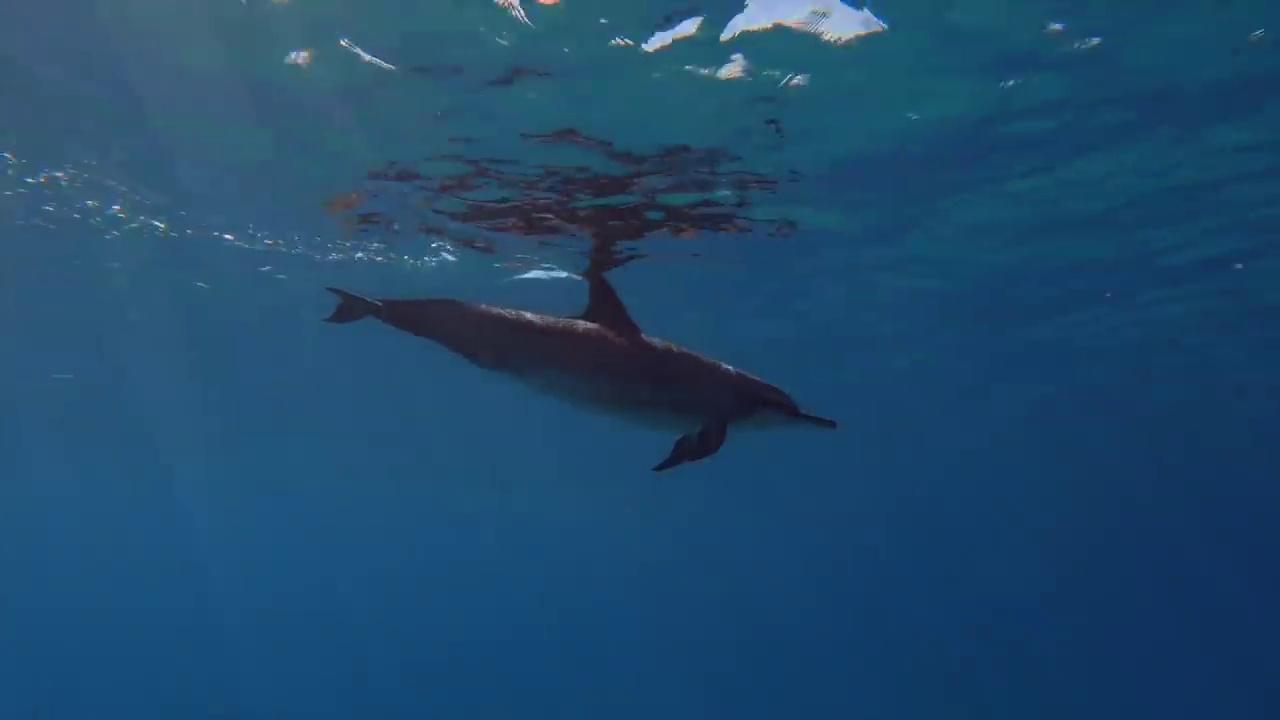 Dolphin Detector Object Detection Dataset By Stagevideodetectionusingyolo