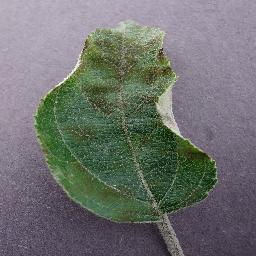 Ali Sleiman (ali-sleiman-0z5kh) - Roboflow Universe