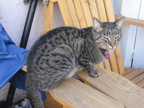 Cat Emotions Keypoint Detection Model by AI Cat Model