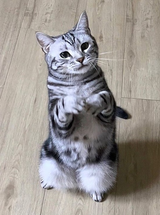 catt Object Detection Model by project-fbooi