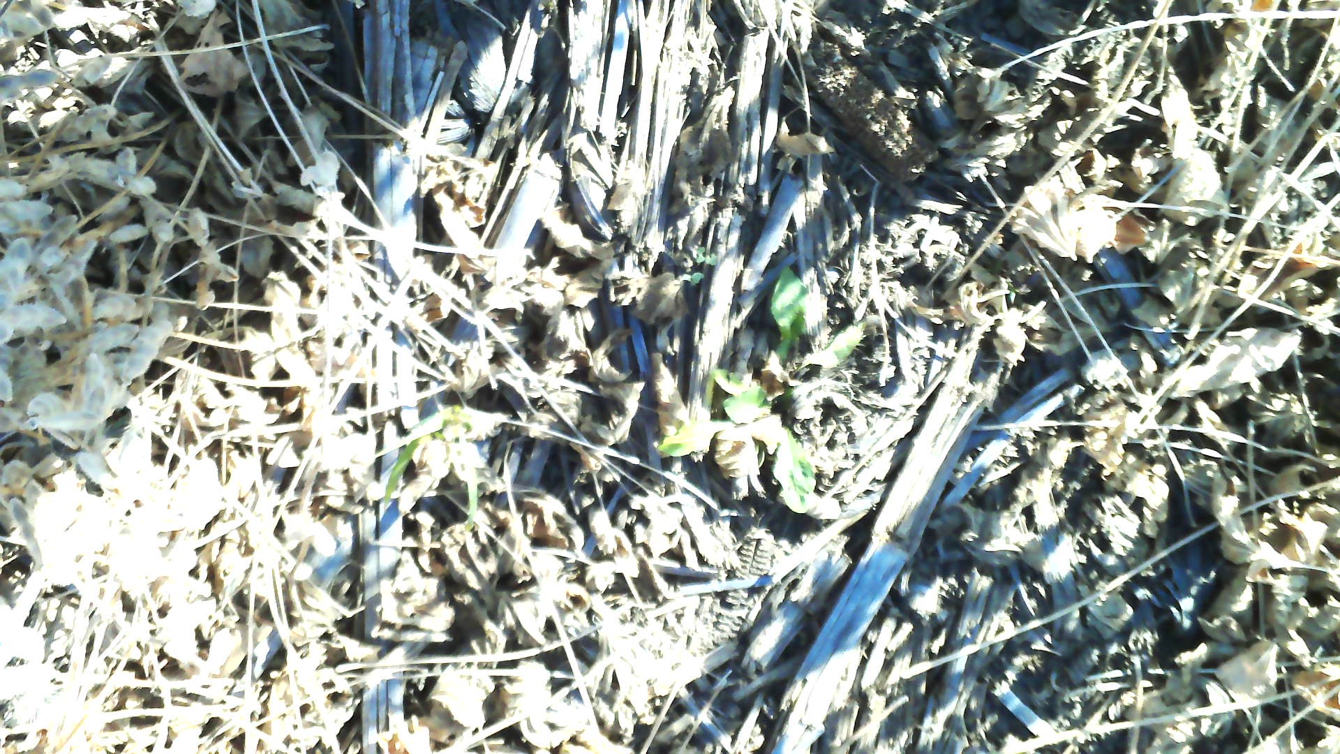 Tech Apps - Roboflow Universe