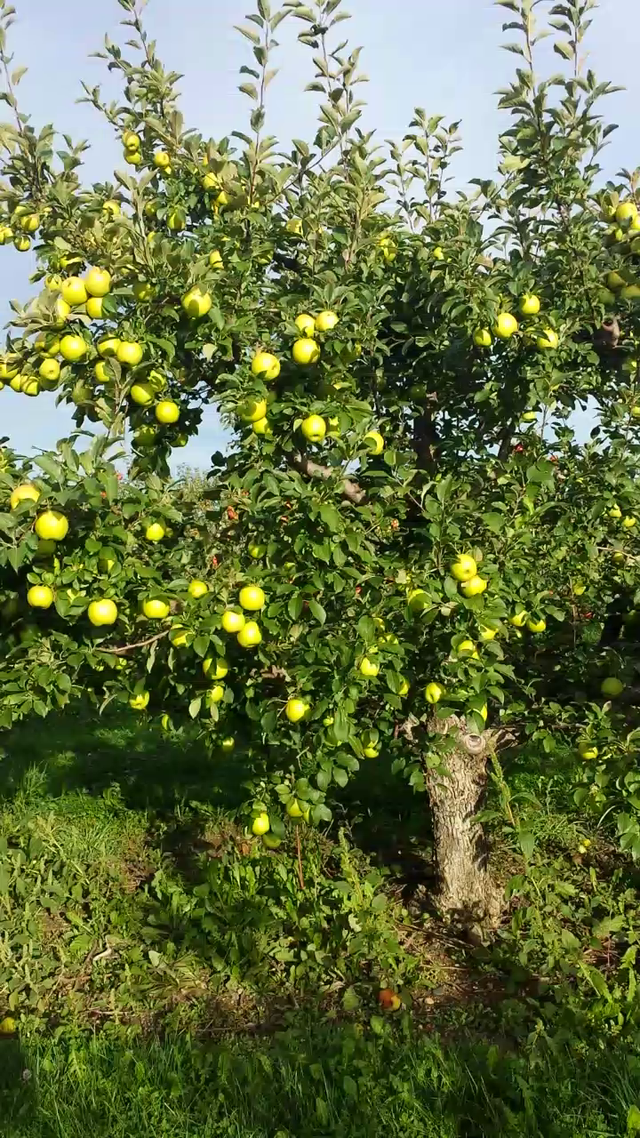 green-apple-orchard Object Detection Dataset by University of Bristol